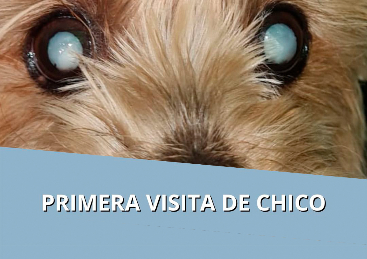 Caso Clínico de eliminación cataratas en perros: Chico, Yorkshire de 11 ...
