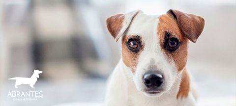 Miasis canina: Síntomas y tratamiento - ABRANTES Clínica Veterinaria